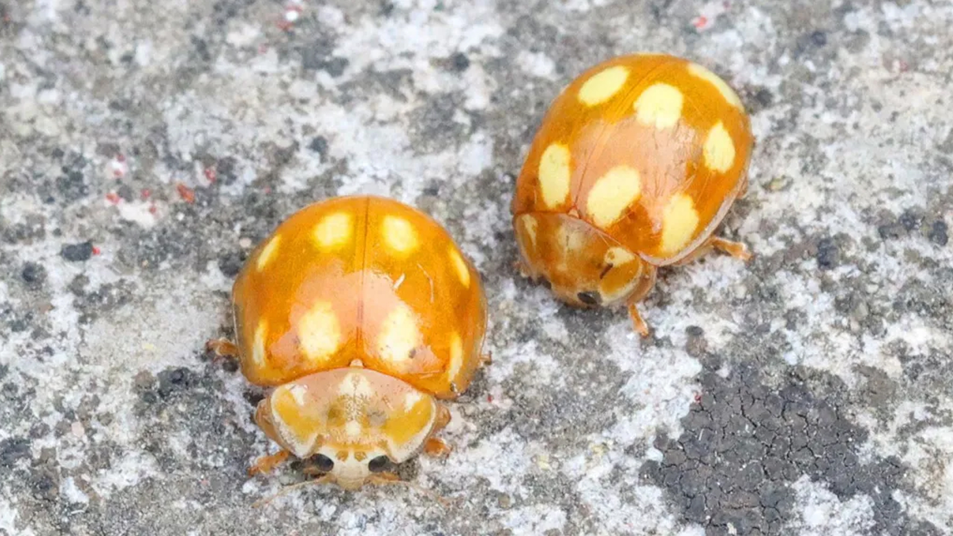 Rare ladybird species found in UK