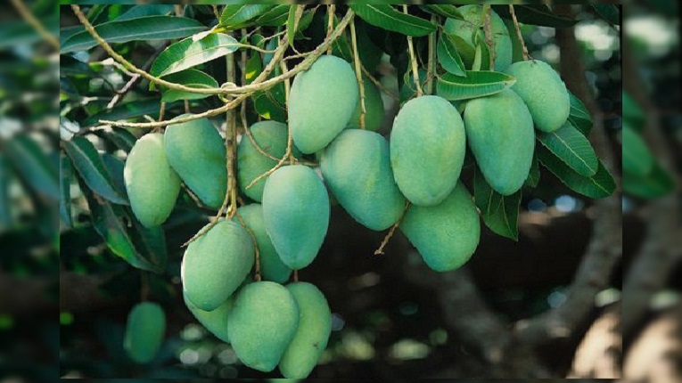 Fazli mango’s GI tag goes both to Rajshahi, Chapa...