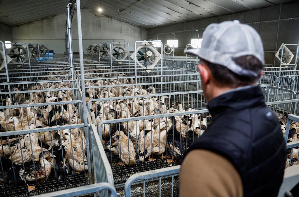 Bird flu scare prompts world to reconsider vaccin...