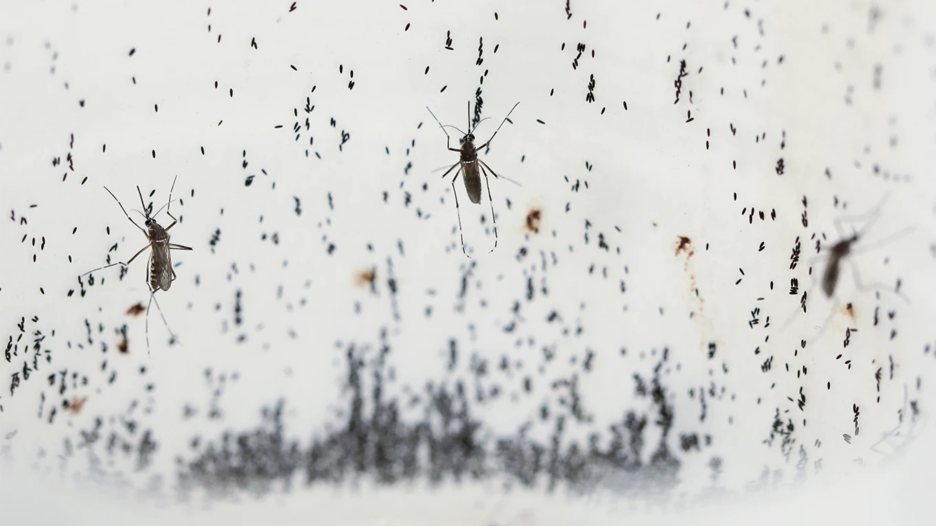 Dengue claims 17 lives