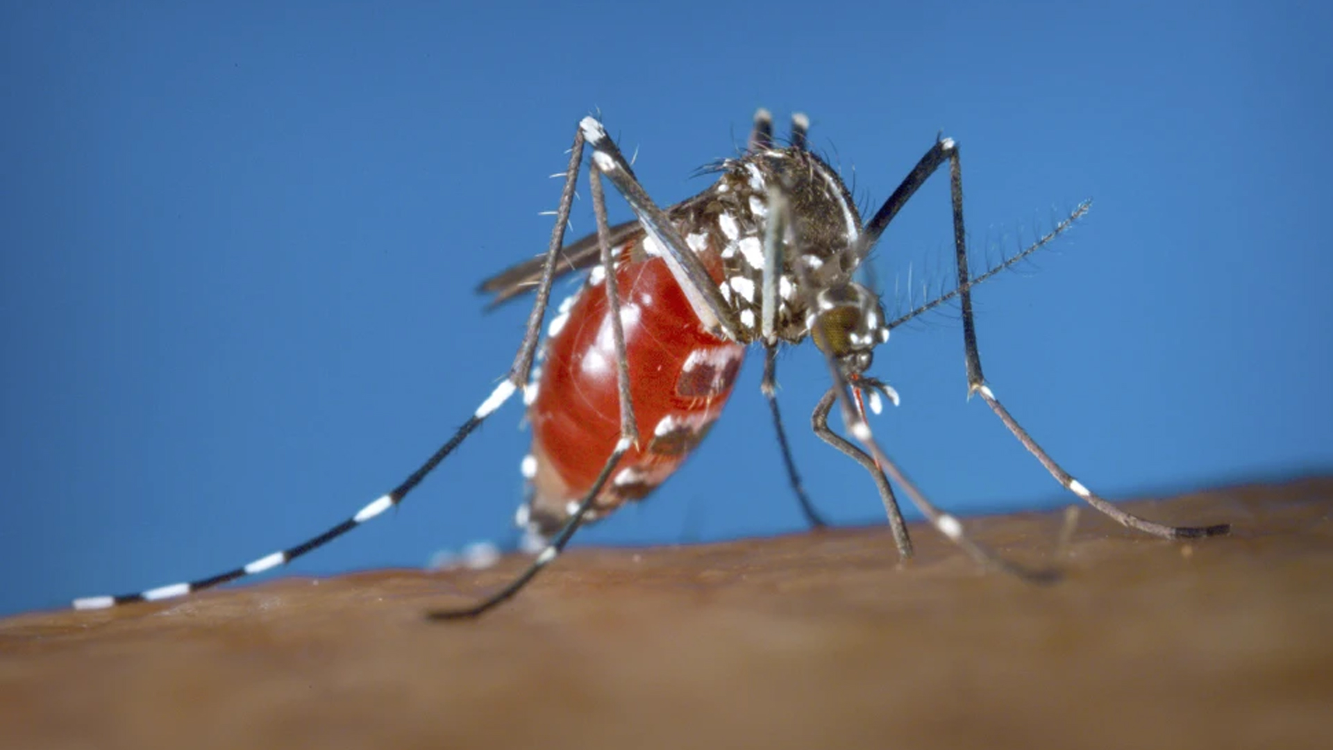 Dengue claims six more lives
