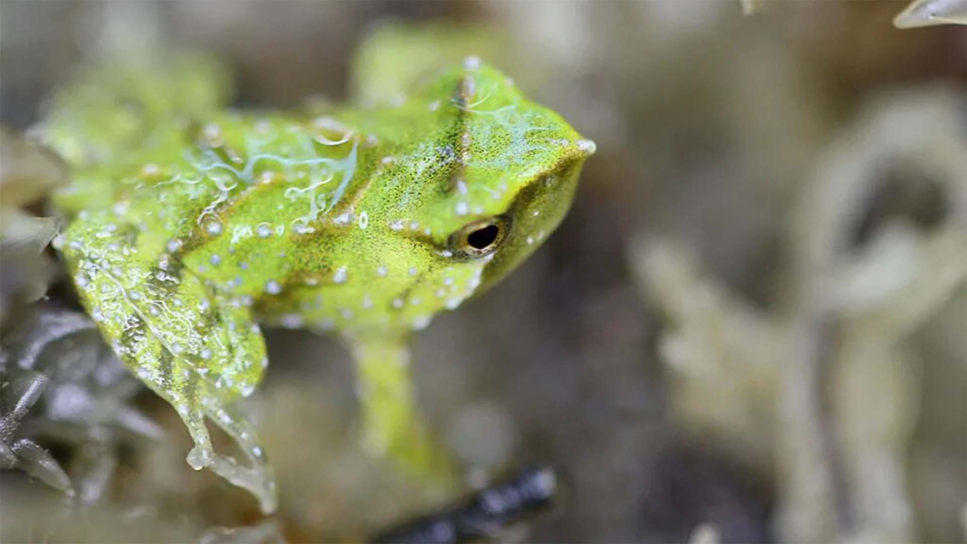 Endangered male frogs 'give birth'