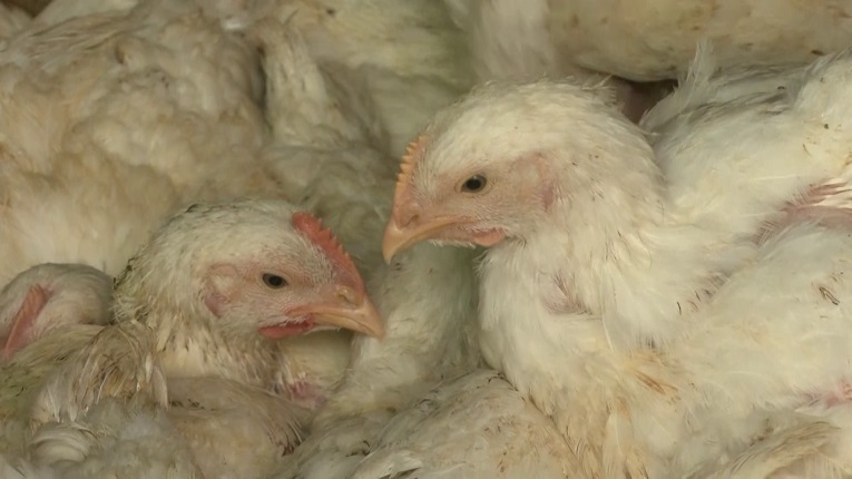 Do not eat half-cooked broiler chicken: Health ex...