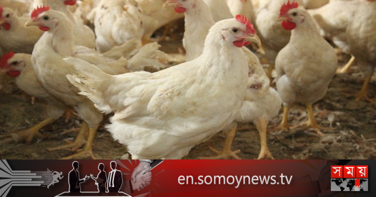 Broiler chicken prices hit record high