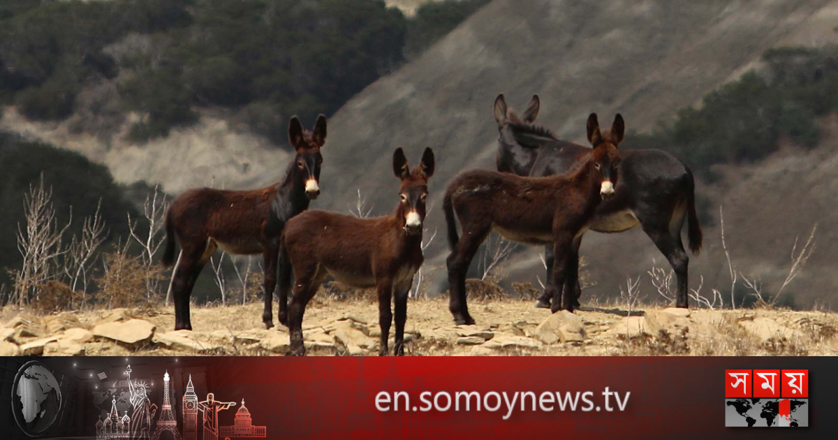 Here's how you can celebrate World Donkey Day