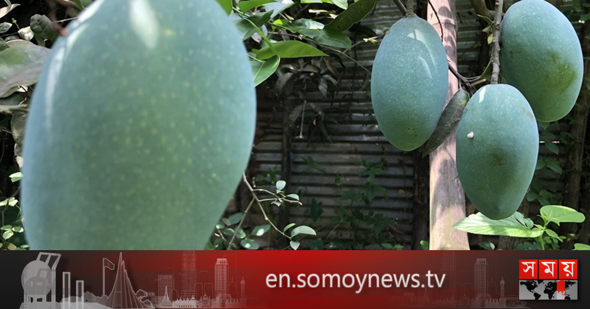 Naogaon's ‘Nak Fazli’ mango gets GI recognition