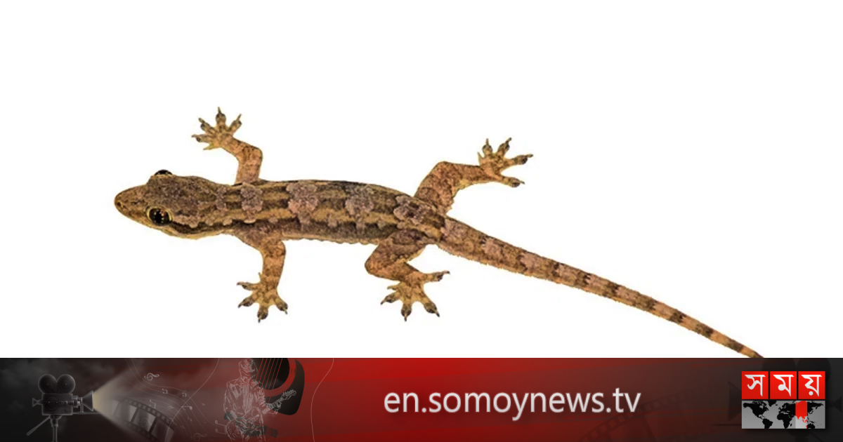 Is it permissible to kill lizards in Islam?