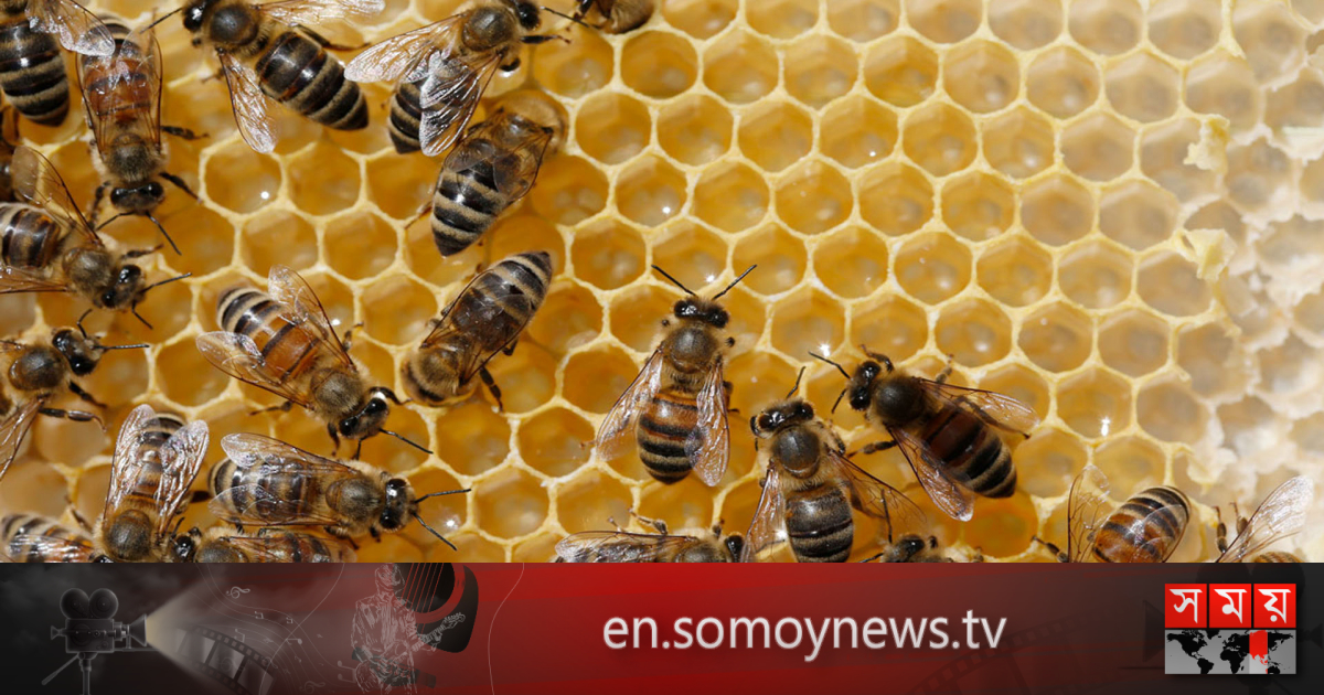 Bees, like humans, can preserve cultural traditio...