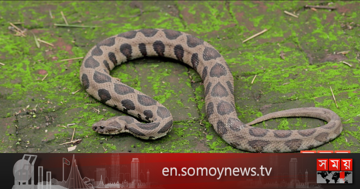 Russells Viper Bite Russell's Viper Facts, Diet, Habitat & Pictures