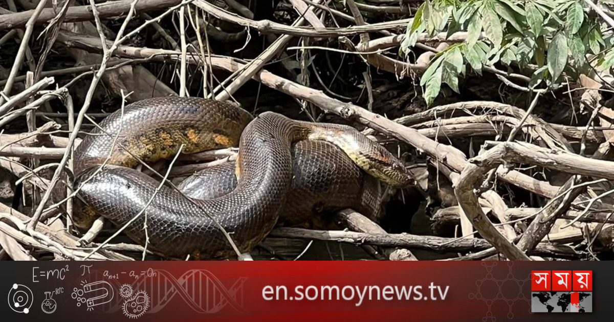 ‘Biggest’ snake species discovered in Amazon rain...