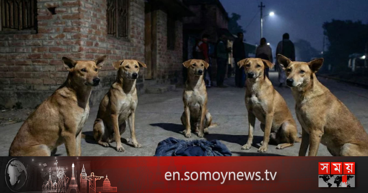 Stray dogs guard abandoned newborn