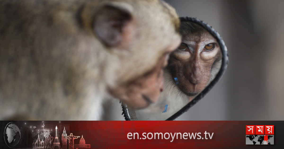 Monkey causes nationwide blackout in Sri Lanka
