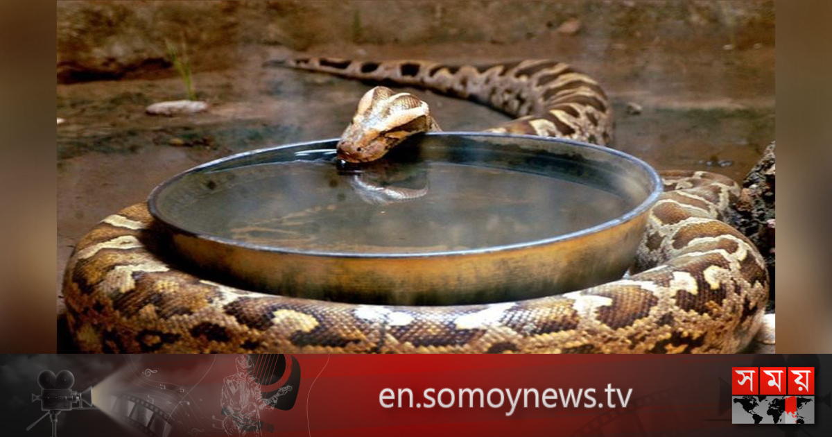 'Food of the future': Will you eat Python meat?
