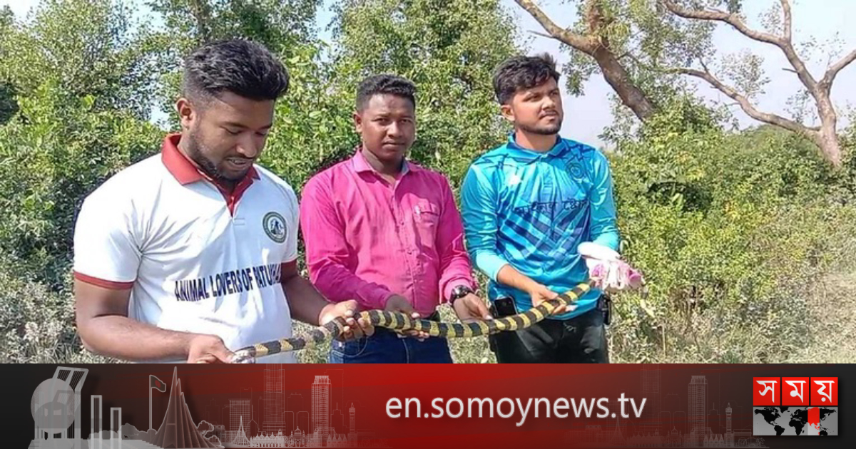 7-foot-long ‘Shankhini’ snake released in Patuakh...